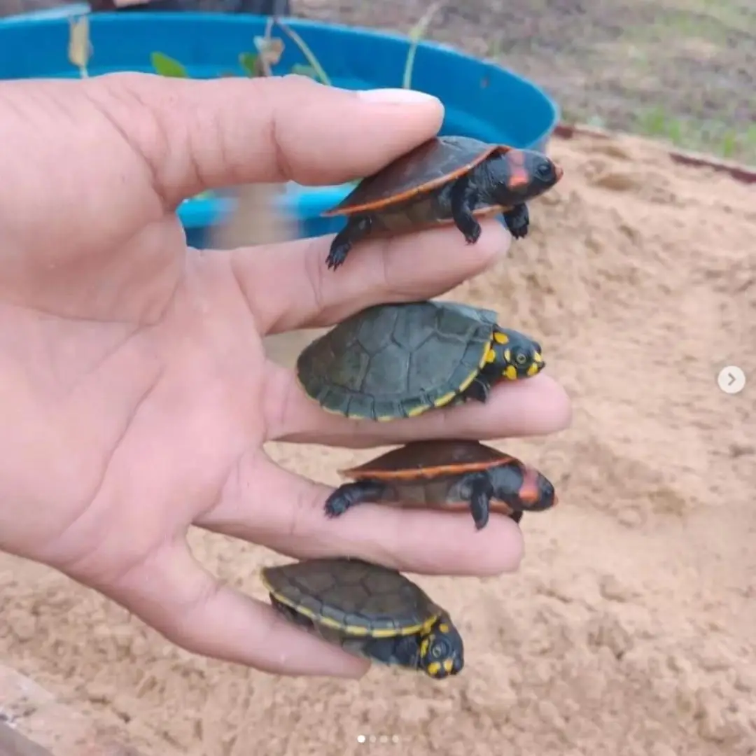 Amazonía | Proyecto Tortugas del Río Negro – Tequio Project